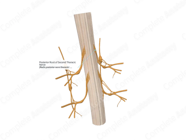 Posterior Root of Second Thoracic Nerve | Complete Anatomy