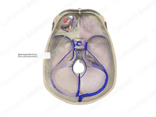 Sphenoparietal Sinus | Complete Anatomy