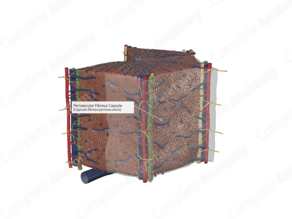 Perivascular Fibrous Capsule | Complete Anatomy
