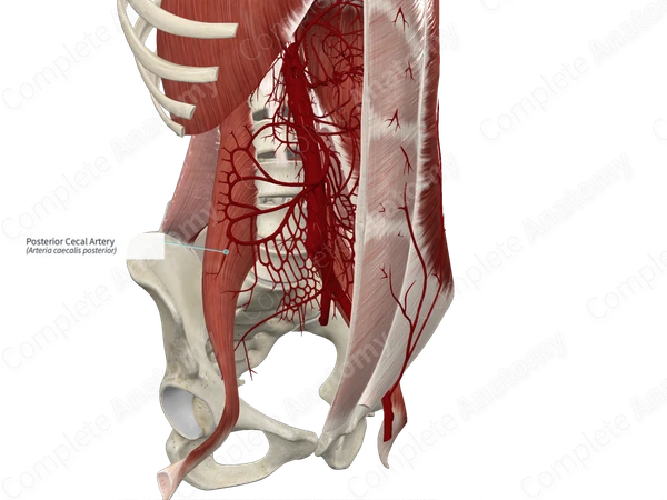 Posterior Cecal Artery | Complete Anatomy