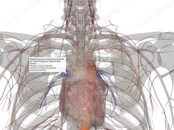 Medial Dorsal Cutaneous Branch of Third Posterior Intercostal Artery ...