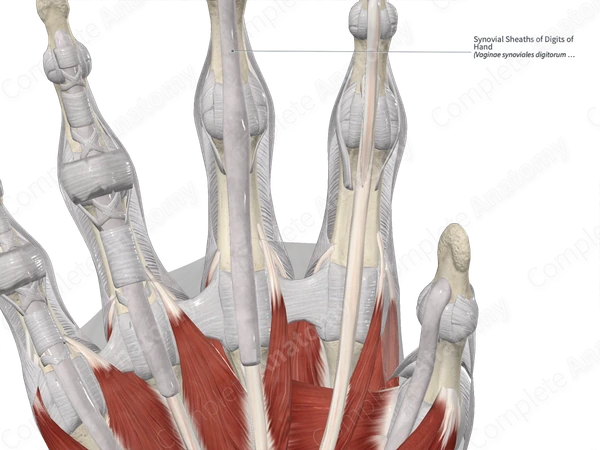 Synovial Sheaths of Digits of Hand | Complete Anatomy