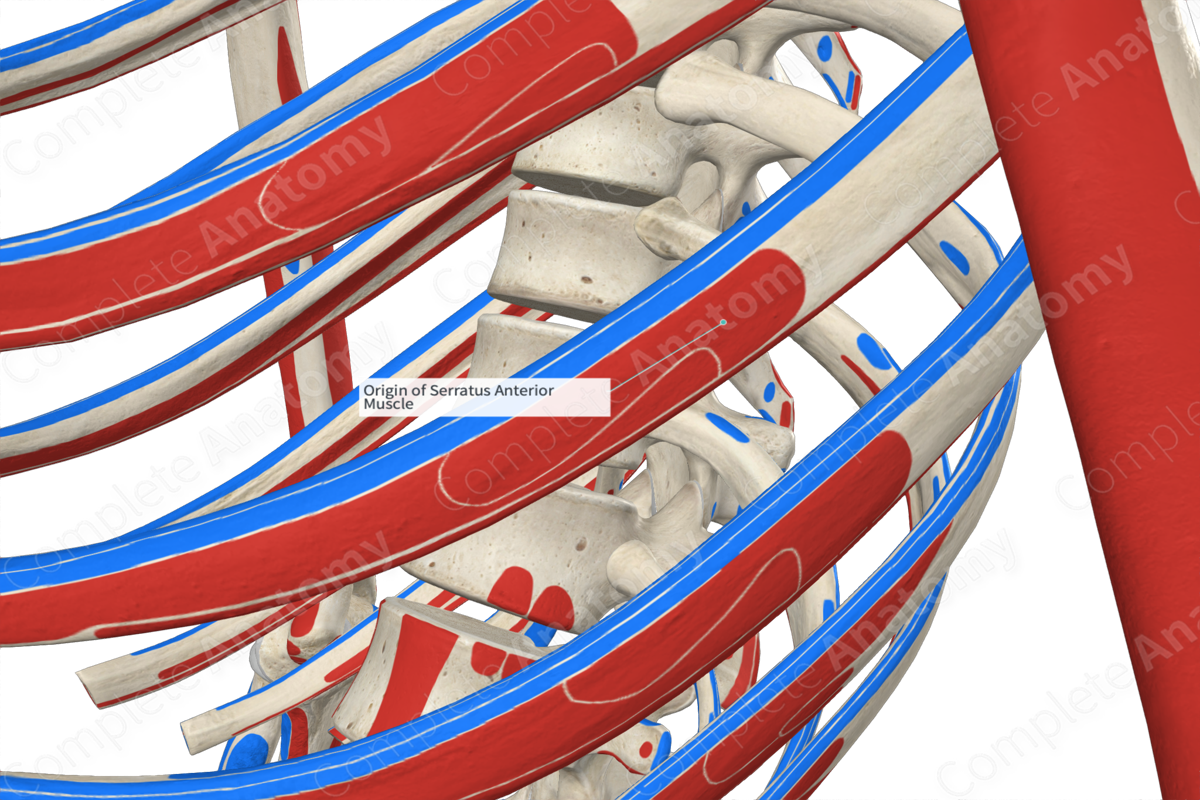 Origin Of Serratus Anterior Muscle Complete Anatomy
