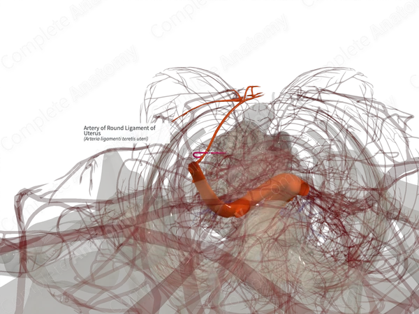 Artery of Round Ligament of Uterus (Left) | Complete Anatomy