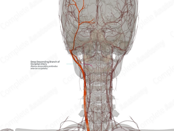 Deep Descending Branch of Occipital Artery (Right) | Complete Anatomy