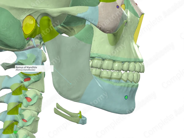 Ramus of Mandible (Left) | Complete Anatomy