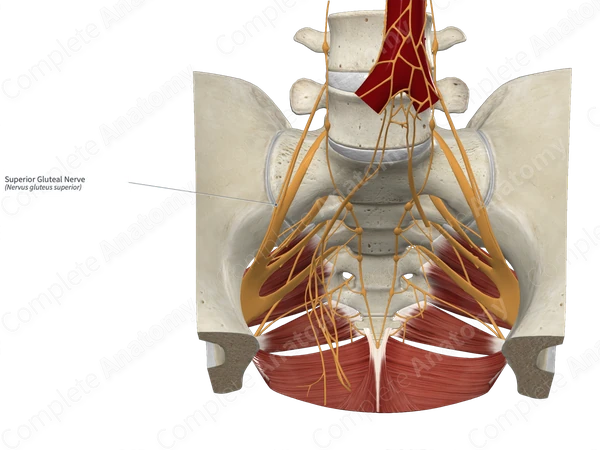 Superior Gluteal Nerve | Complete Anatomy