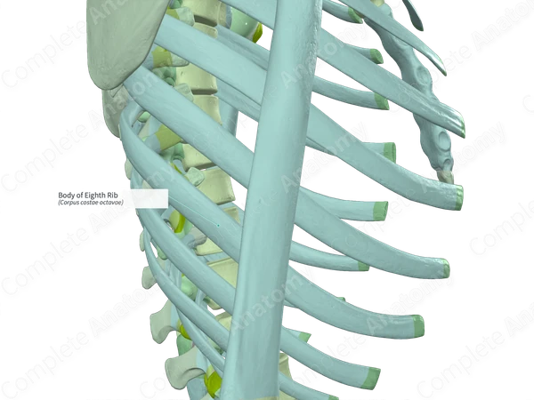 Body of Eighth Rib | Complete Anatomy