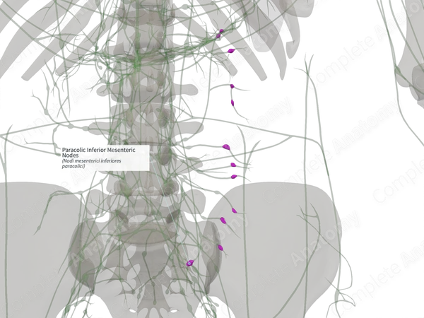 Paracolic Inferior Mesenteric Nodes | Complete Anatomy