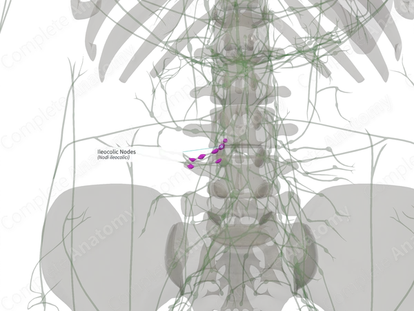 Ileocolic Nodes | Complete Anatomy