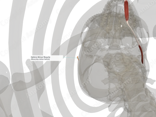 Helicis Minor Muscle (Right) | Complete Anatomy