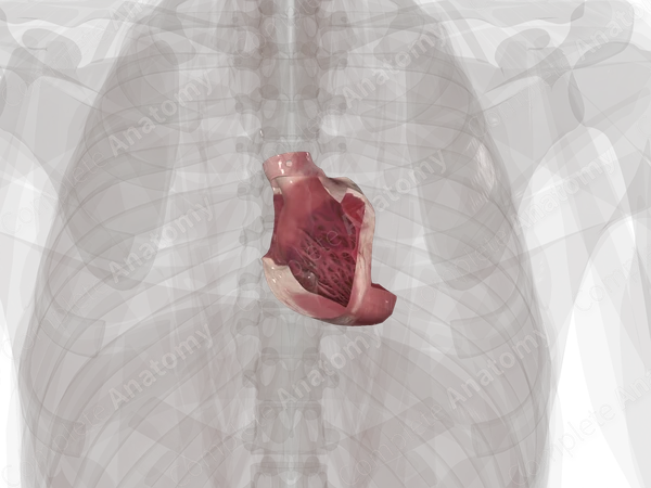 Left Ventricle | Complete Anatomy