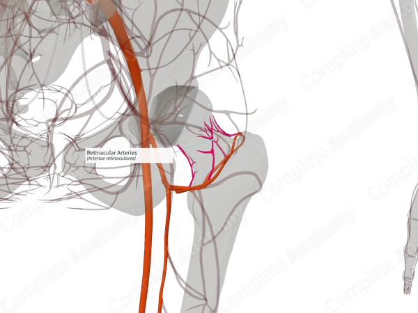 Retinacular Arteries (Right) | Complete Anatomy