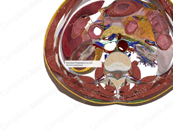 Nucleus Pulposus (L1-L2) | Complete Anatomy