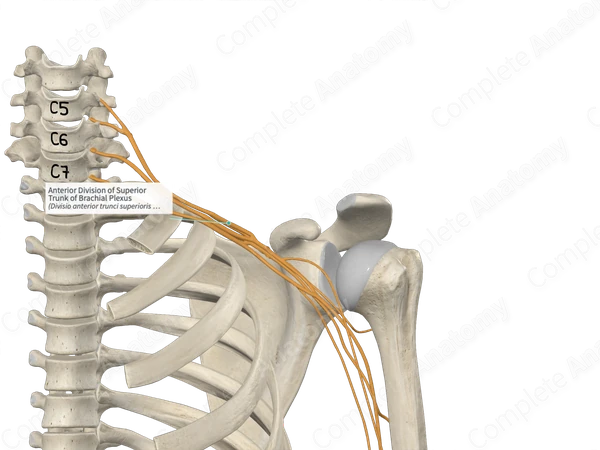 Anterior And Lateral Division Of The Brachial Plexus