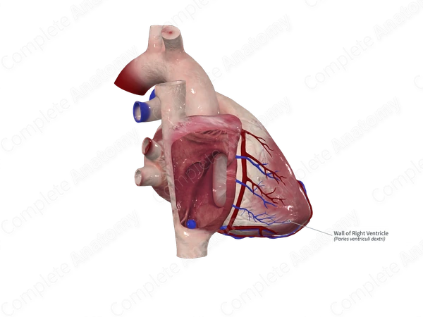 Wall of Right Ventricle | Complete Anatomy