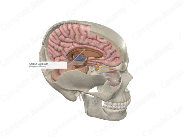 Corpus Callosum | Complete Anatomy