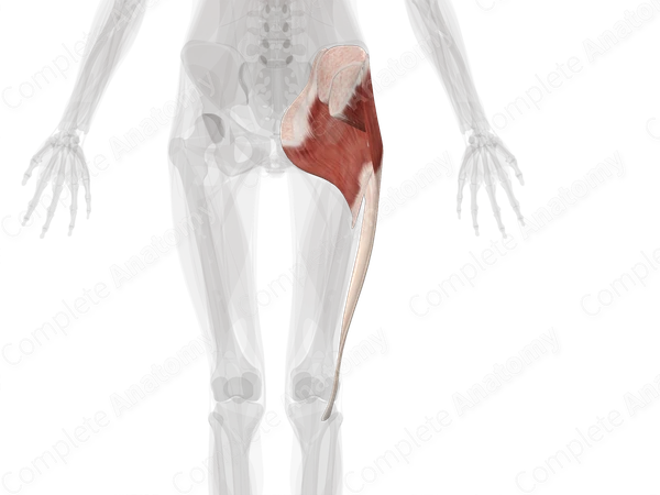 Superficial Gluteal Muscles (Left) | Complete Anatomy
