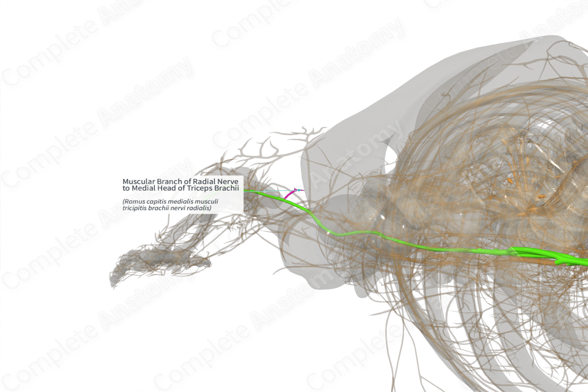 Muscular Branch Of Radial Nerve To Medial Head Of Triceps Brachii