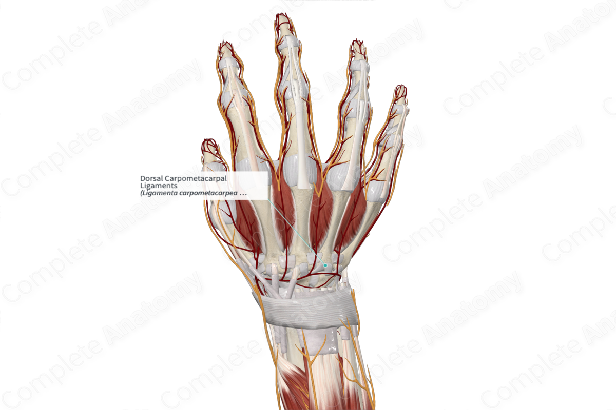 Dorsal Carpometacarpal Ligaments Complete Anatomy