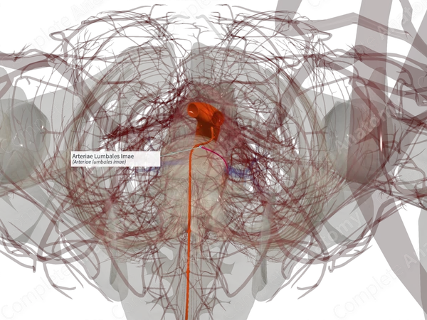 Arteriae Lumbales Imae (Left) | Complete Anatomy
