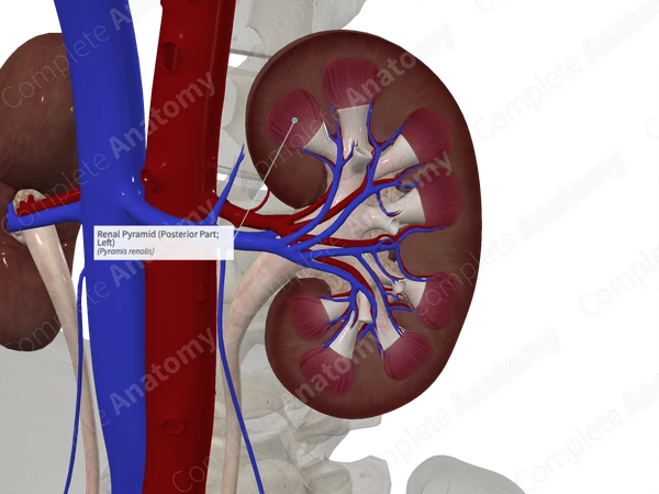 Renal Pyramid (Posterior Part; Left) | Complete Anatomy