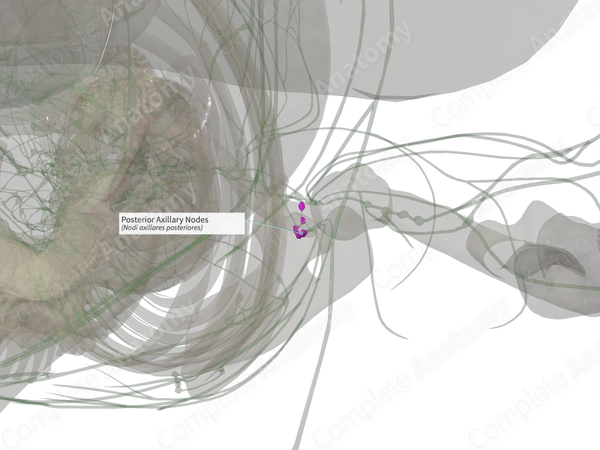 Posterior Axillary Nodes (Right) | Complete Anatomy