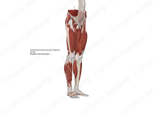 Transverse Intermuscular Septum of Leg | Complete Anatomy