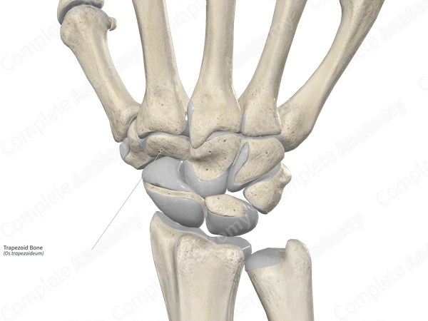 Trapezoid Bone | Complete Anatomy