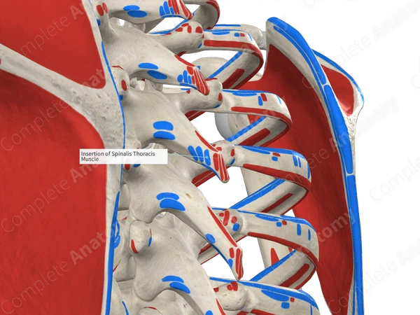Insertion of Spinalis Thoracis Muscle | Complete Anatomy