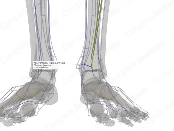 Anteromedial Malleolar Veins (Right) | Complete Anatomy