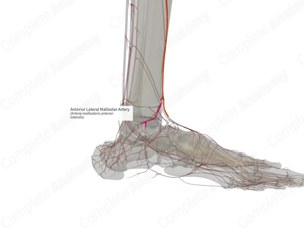 Anterior Lateral Malleolar Artery (Left) | Complete Anatomy
