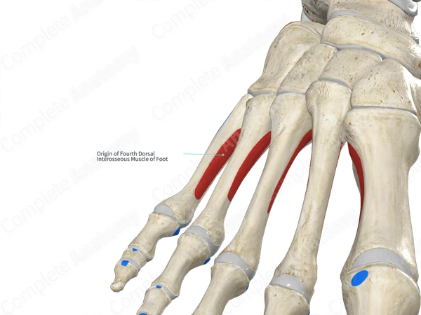 Origin of Fourth Dorsal Interosseous Muscle of Foot | Complete Anatomy