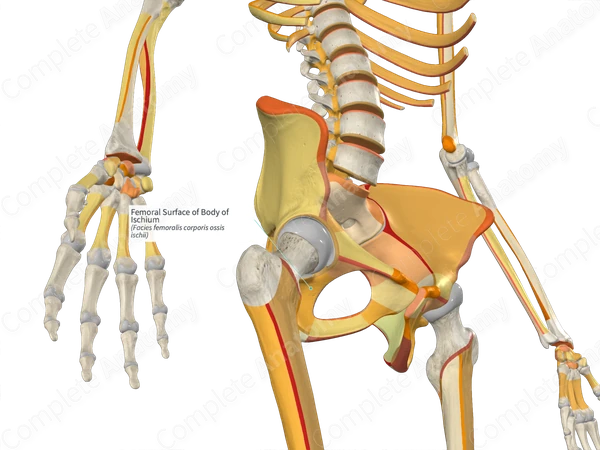 Femoral Surface of Body of Ischium | Complete Anatomy
