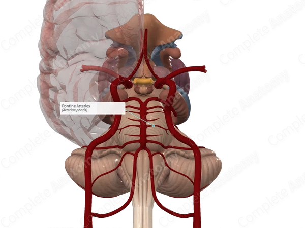Pontine Arteries | Complete Anatomy