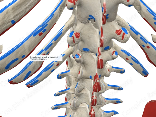 Insertion of Intertransversarii Thoracis Muscles | Complete Anatomy