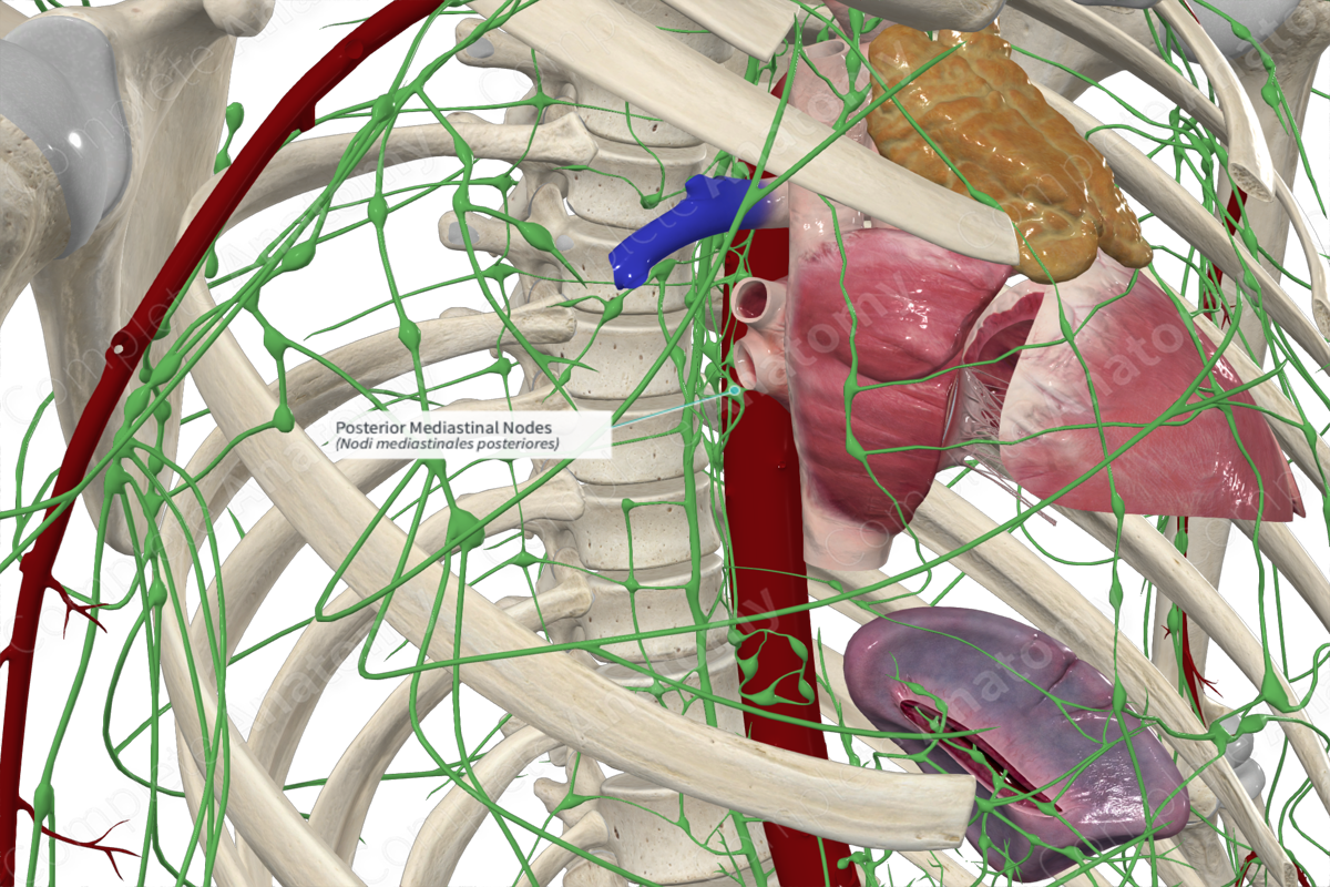 Posterior Mediastinal Nodes Complete Anatomy