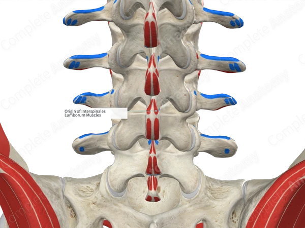 Origin of Interspinales Lumborum Muscles | Complete Anatomy