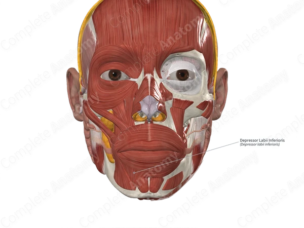 Depressor Labii Inferioris | Complete Anatomy