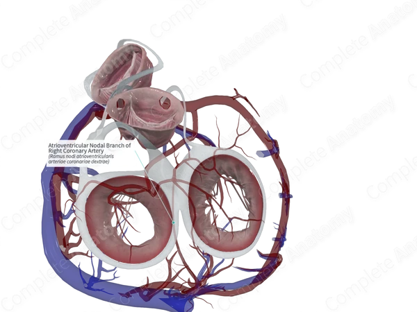 Atrioventricular Nodal Branch of Right Coronary Artery | Complete Anatomy