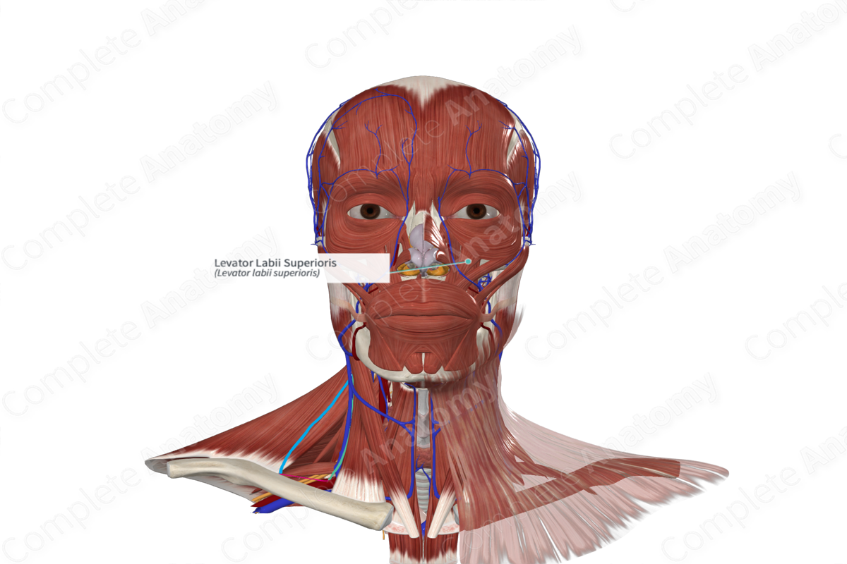 Levator Labii Superioris | Complete Anatomy
