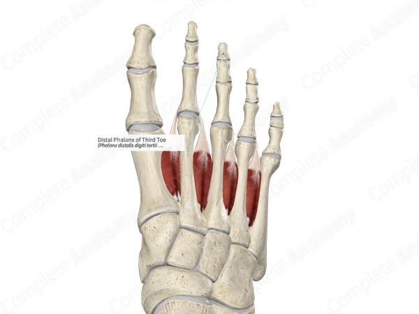 Distal Phalanx of Third Toe | Complete Anatomy