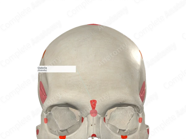 Glabella | Complete Anatomy