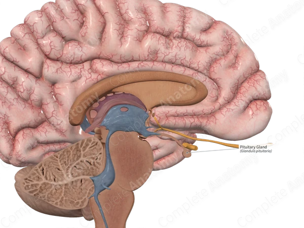 Pituitary Gland | Complete Anatomy