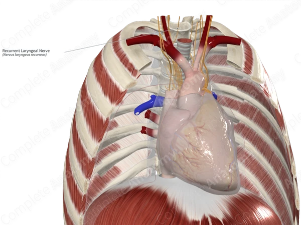 Recurrent Laryngeal Nerve | Complete Anatomy
