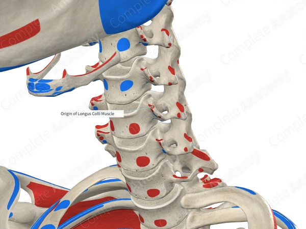 Origin of Longus Colli Muscle | Complete Anatomy