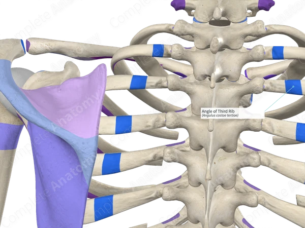 Angle of Third Rib | Complete Anatomy