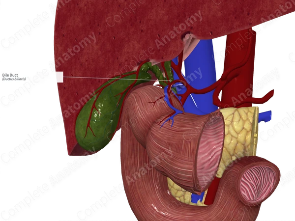 Biliary Duct