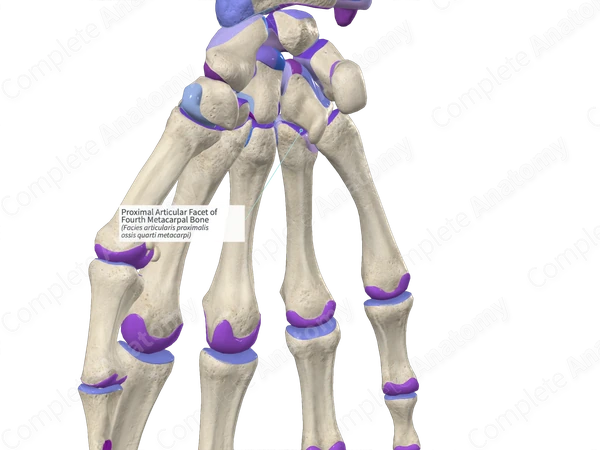 Proximal Articular Facet of Fourth Metacarpal Bone | Complete Anatomy