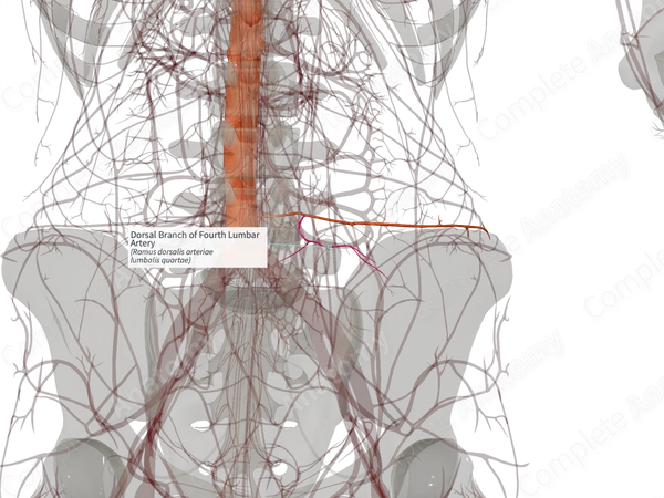 Dorsal Branch of Fourth Lumbar Artery (Left) | Complete Anatomy